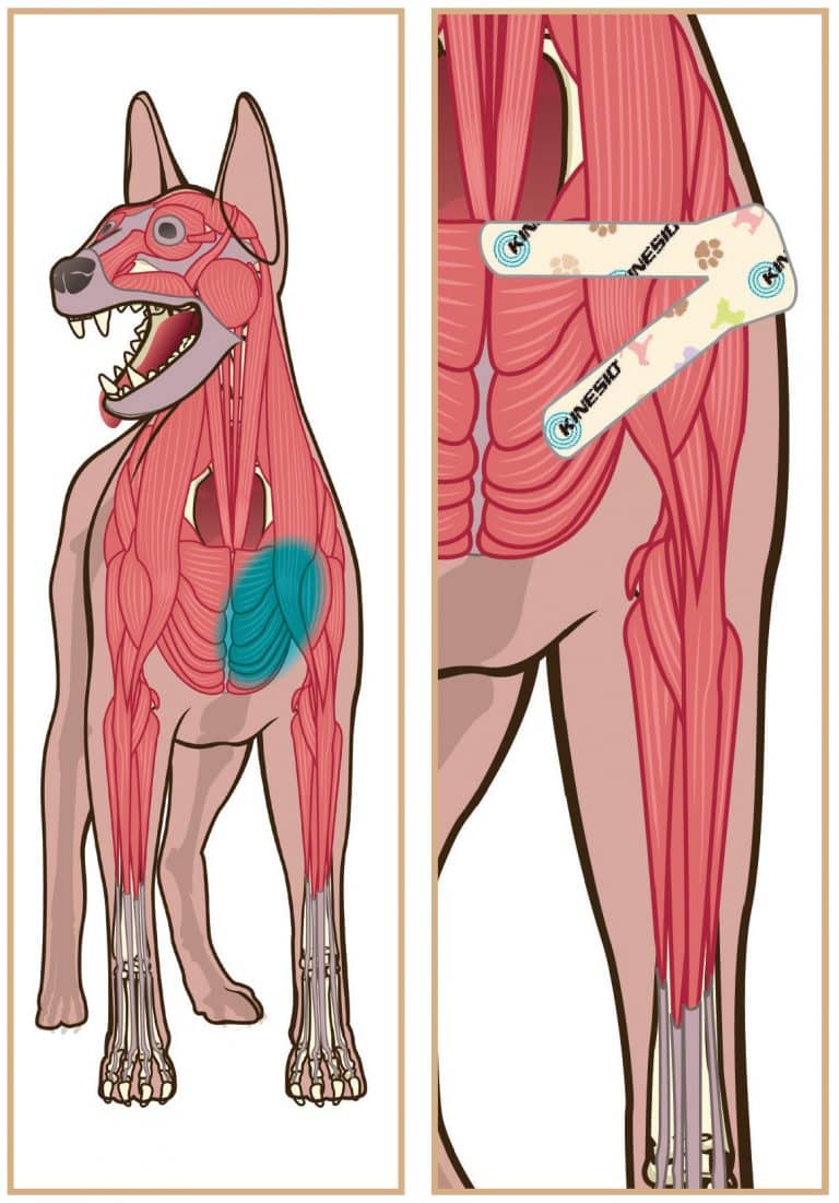 Canine Pectoralis - Kinesio
