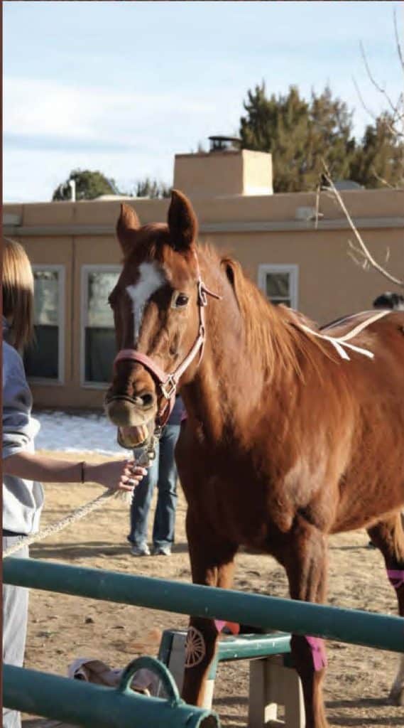 "KINESIO EQUINE® TAPING FOR THE EQUINE ATHLETE" - Kinesio